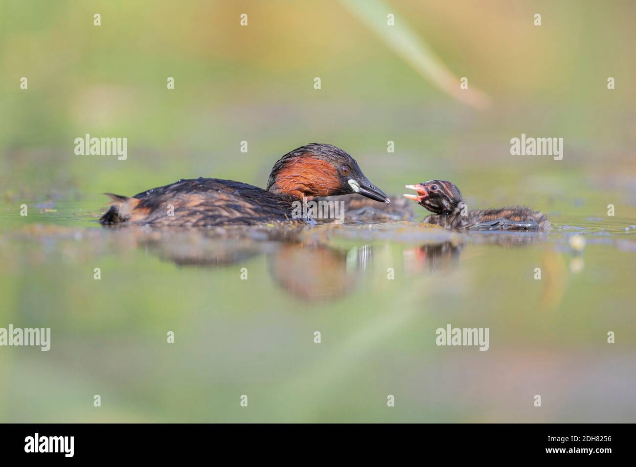 little grebe, dabchick (Podiceps ruficollis, Tachybaptus ruficollis ...