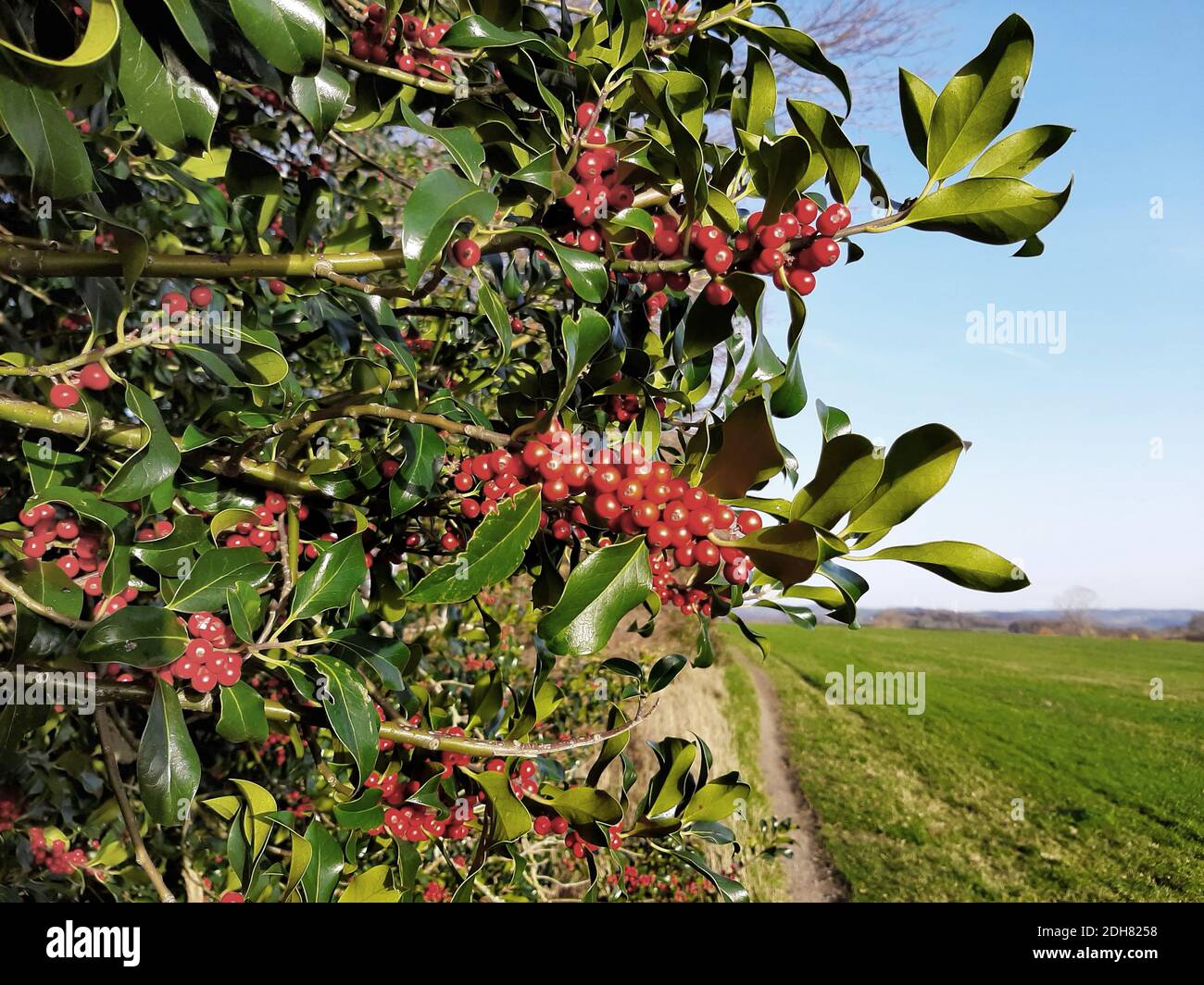 Holly, common holly, English holly, European holly, Christmas holly ...