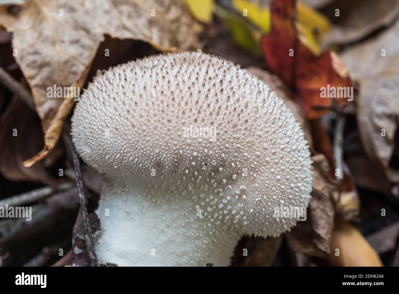 Spiky fungus hi-res stock photography and images - Alamy