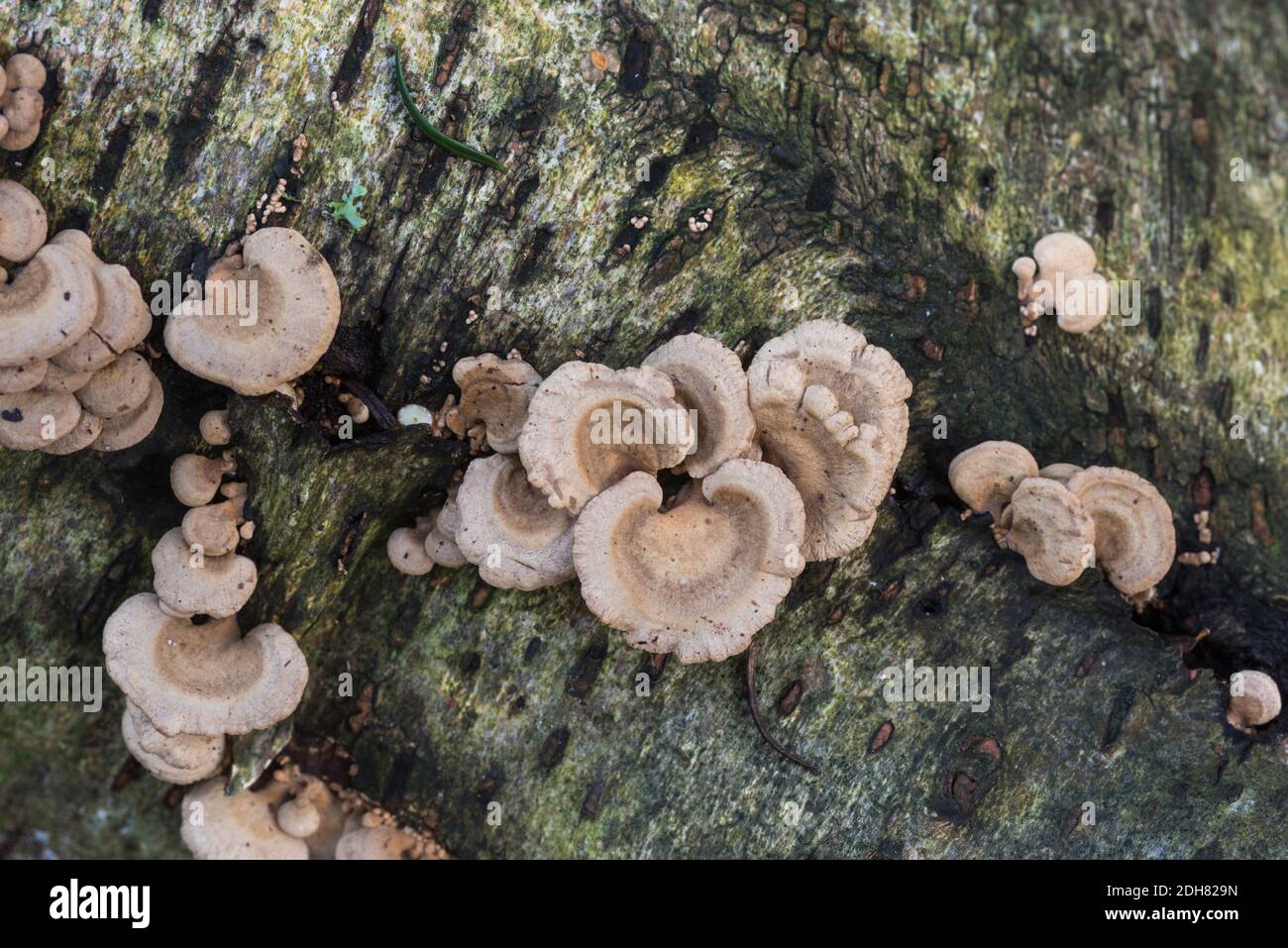 An Oysterling Fungus (Crepidotus sp Stock Photo - Alamy