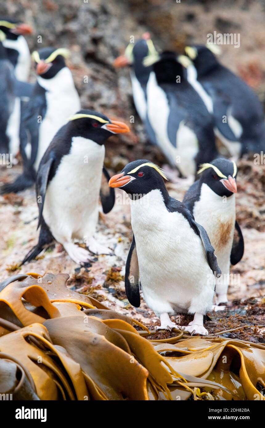 snares island penguin, snares penguin (Eudyptes robustus, Eudyptes ...