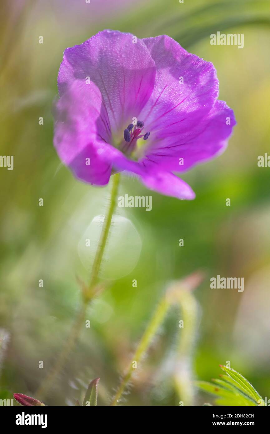bloody cranesbill, blood-red cranesbill (Geranium sanguineum), flower ...