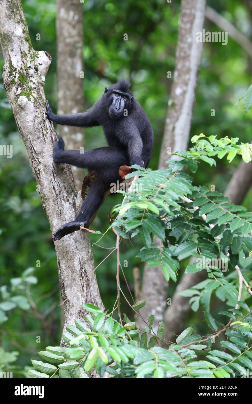 Celebes ape, Celebes black ape, Sulawesi crested macaque, Celebes ...