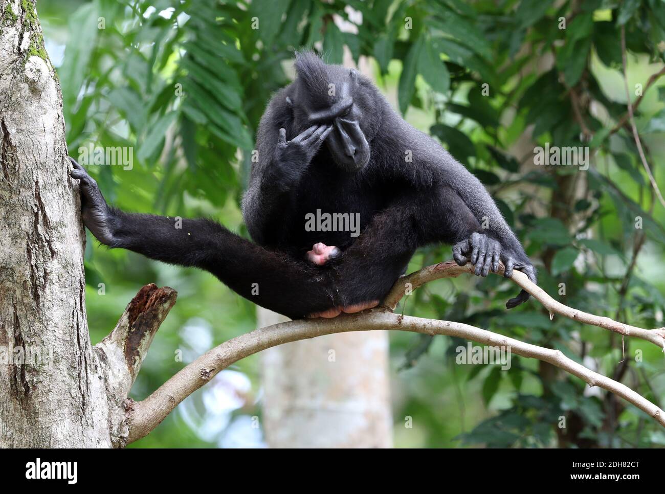Celebes ape, Celebes black ape, Sulawesi crested macaque, Celebes ...