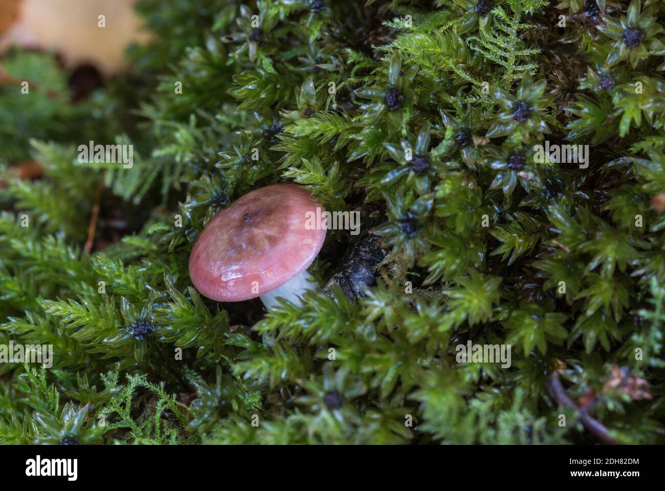 An emerging Russula sp. fungus Stock Photo - Alamy