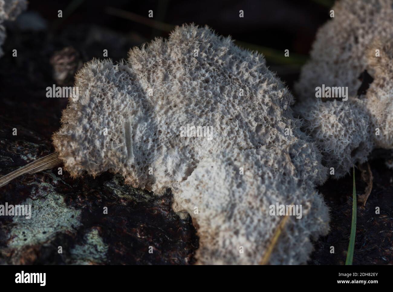 Bracket fungus - Split-gill (Schizophyllum commune Stock Photo - Alamy