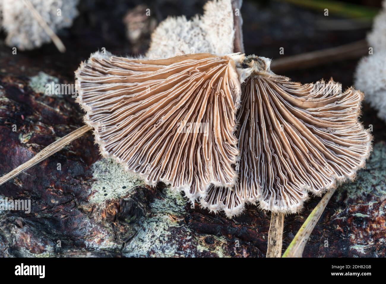 Bracket fungus - Split-gill (Schizophyllum commune Stock Photo - Alamy