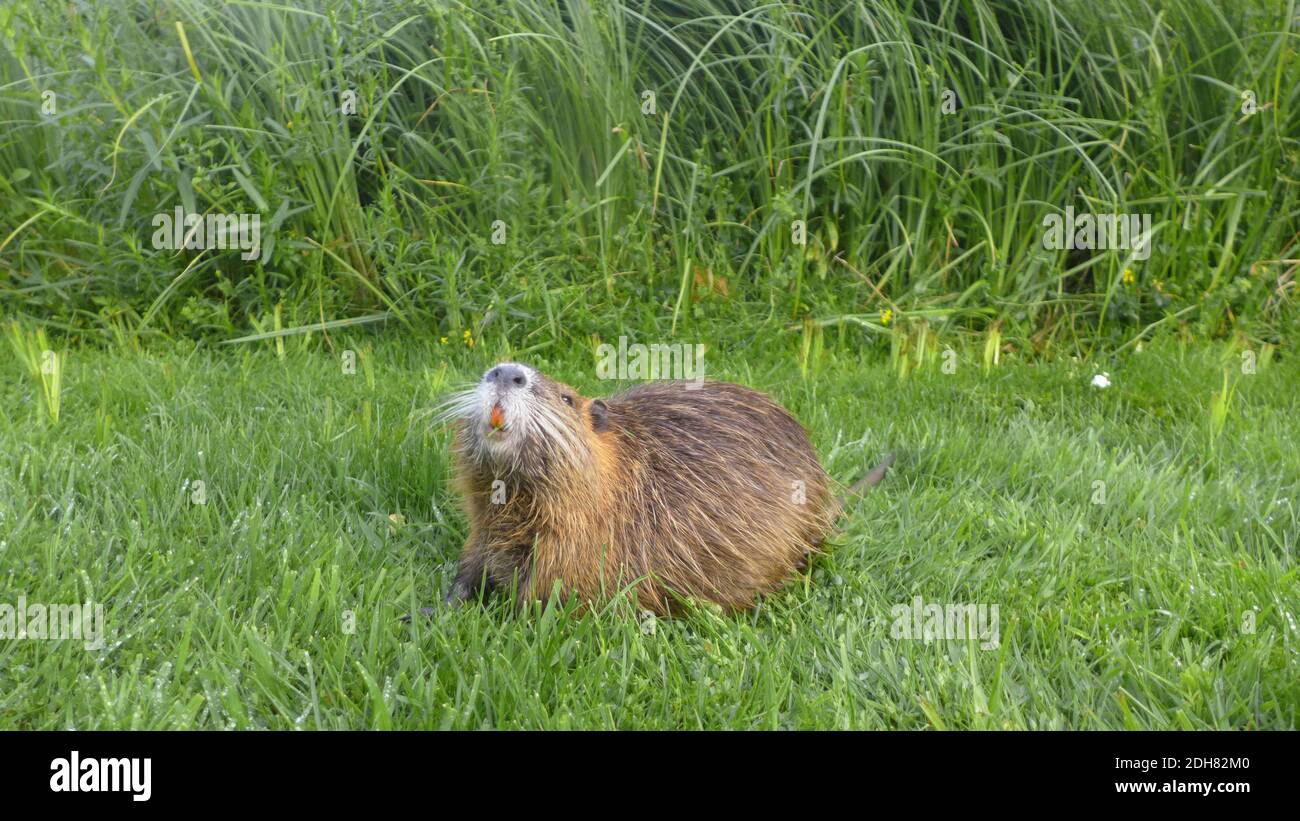 coypu, nutria (Myocastor coypus), in a meadow, threatening and showing ...