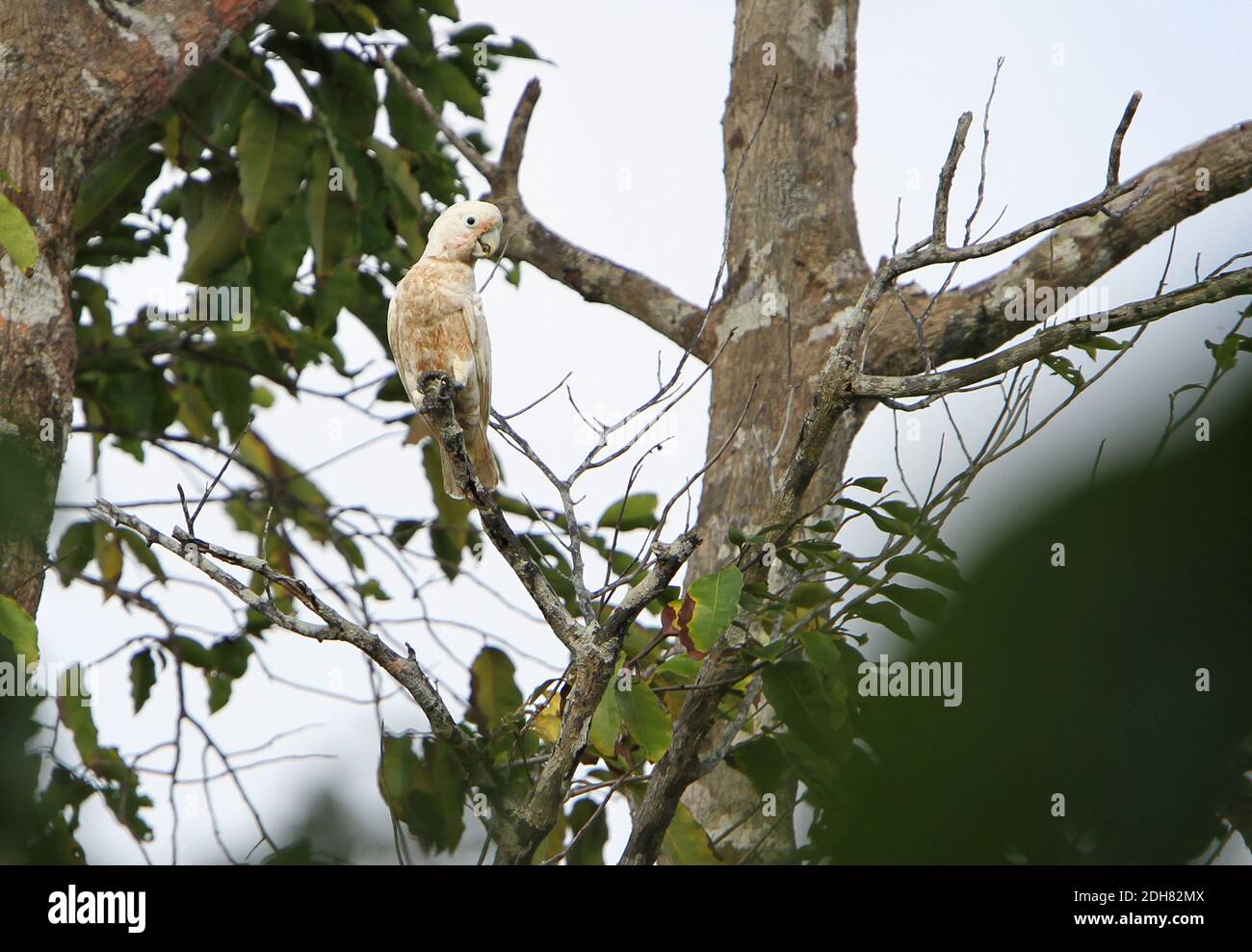 Goffin's cockatoo, Goffin's corella, Tanimbar Corella (Cacatua ...