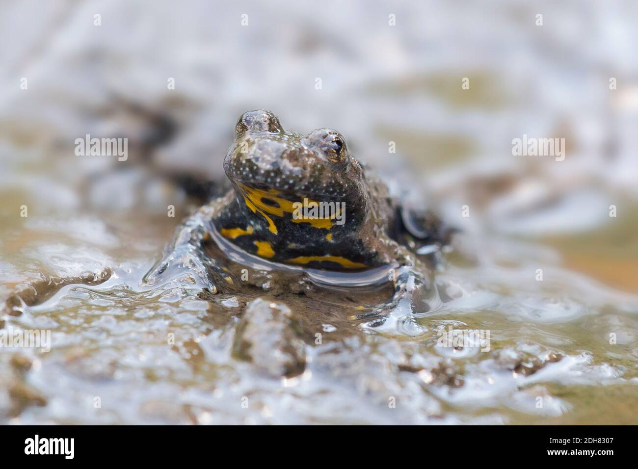 yellow-bellied toad, yellowbelly toad, variegated fire-toad (Bombina ...