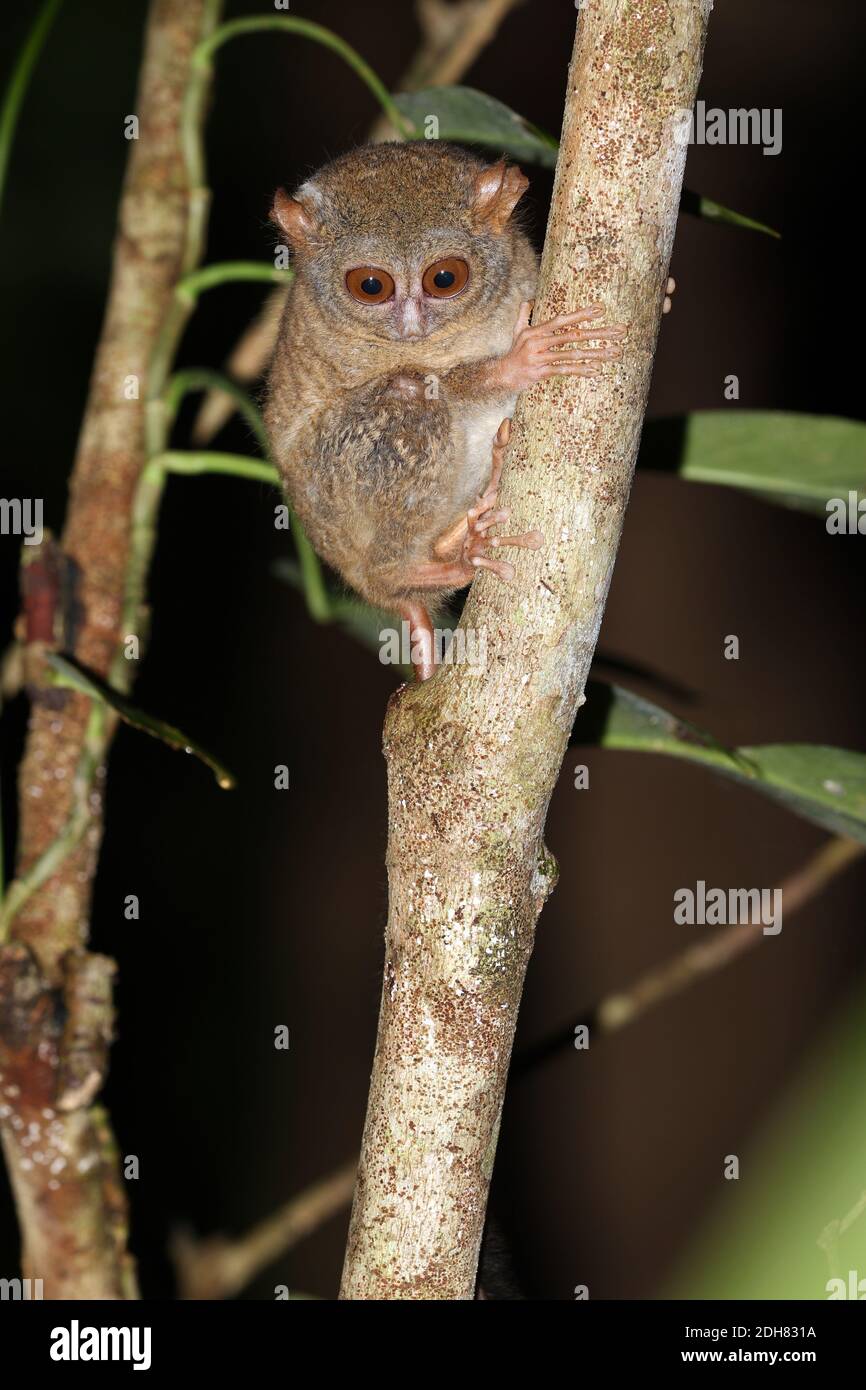 spectral tarsier (Tarsius spectrum), at night in a tree in the jungle ...