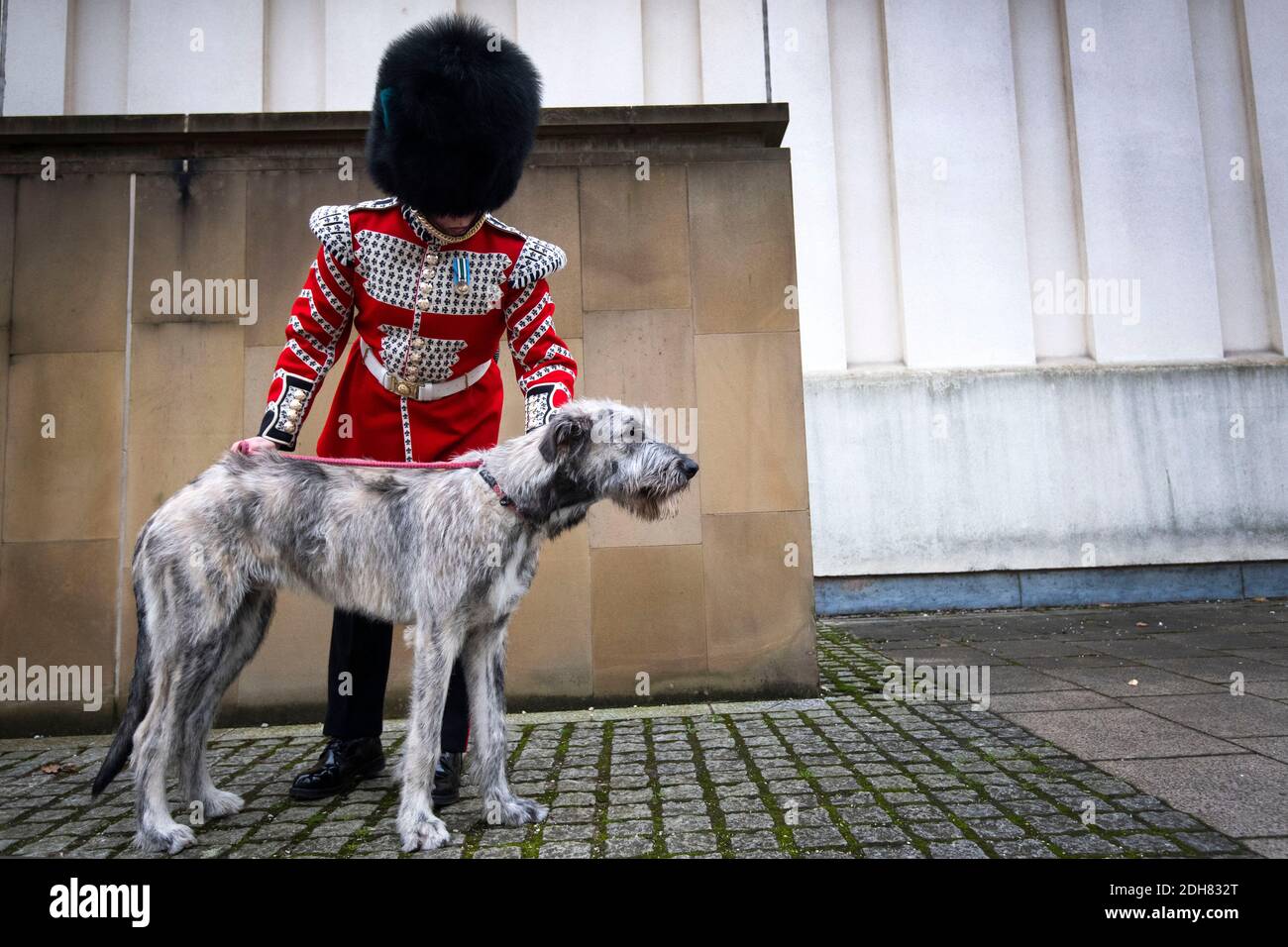The Irish Guards' new canine regimental mascot, an Irish wolfhound ... The Irish Guards' new canine regimental mascot, an Irish wolfhound ...