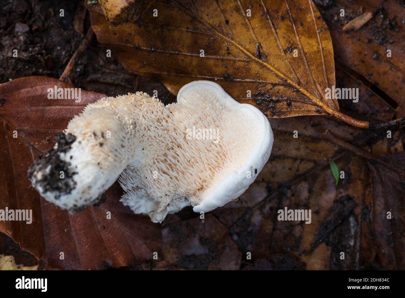 Wood Hedgehog fungus (Hydnum repandum Stock Photo - Alamy