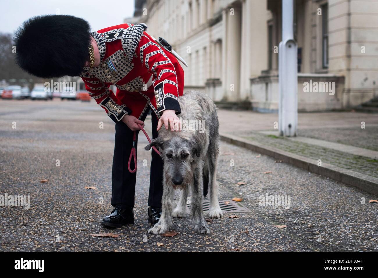 The Irish Guards' new canine regimental mascot, an Irish wolfhound ...