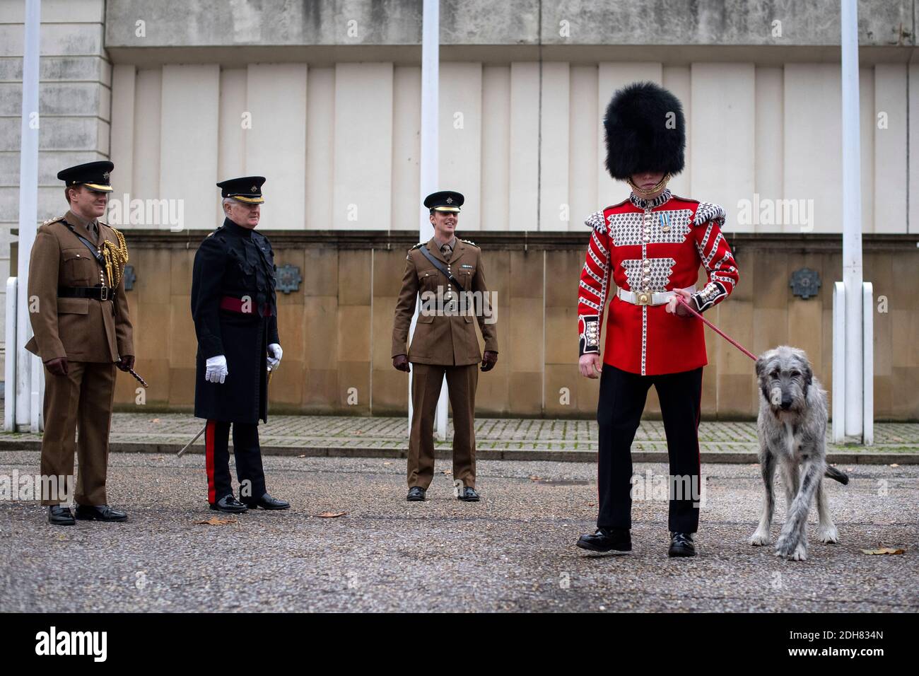 The Irish Guards' new canine regimental mascot, an Irish wolfhound ... The Irish Guards' new canine regimental mascot, an Irish wolfhound ...
