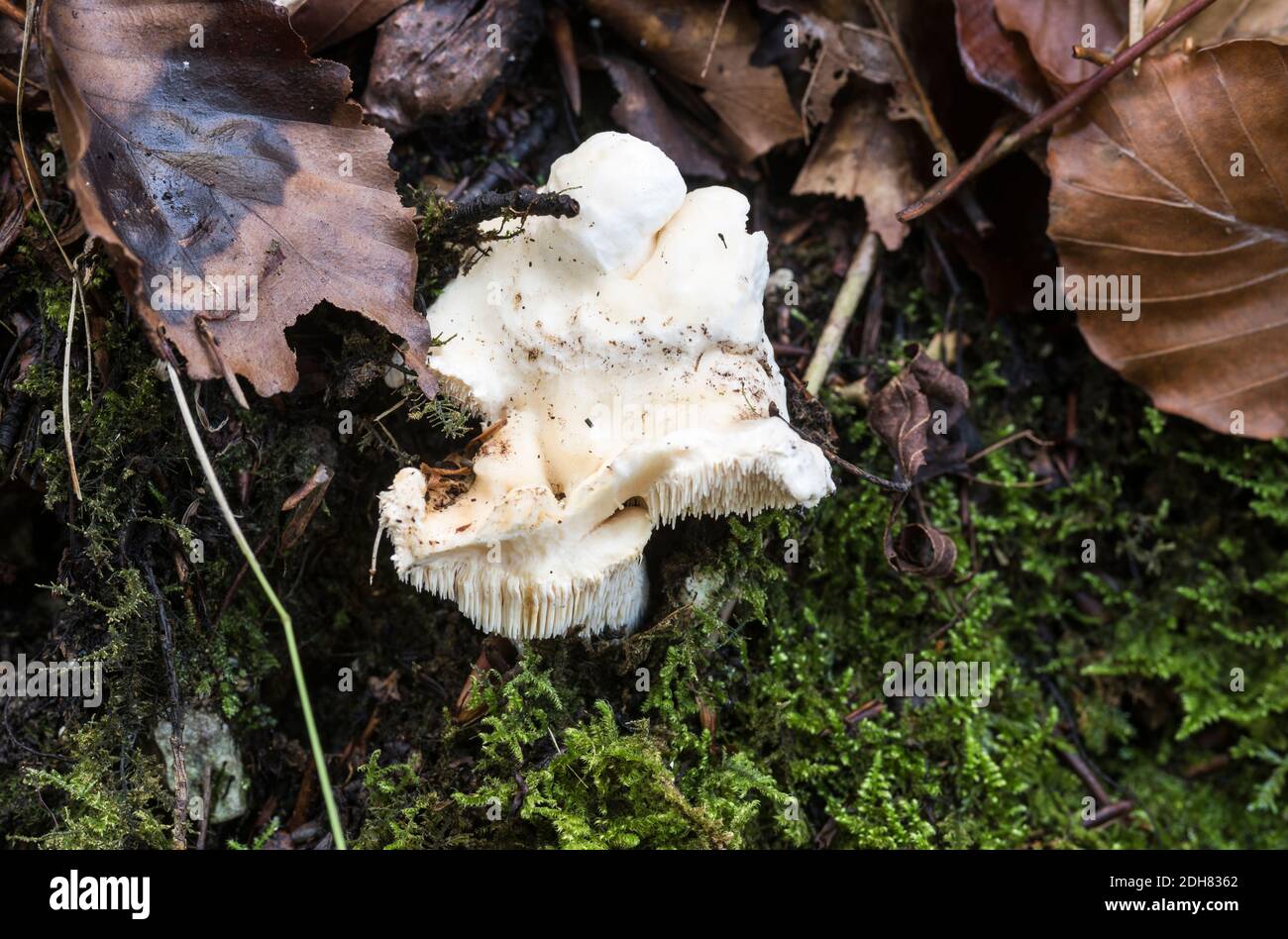 Wood Hedgehog fungus (Hydnum repandum Stock Photo - Alamy