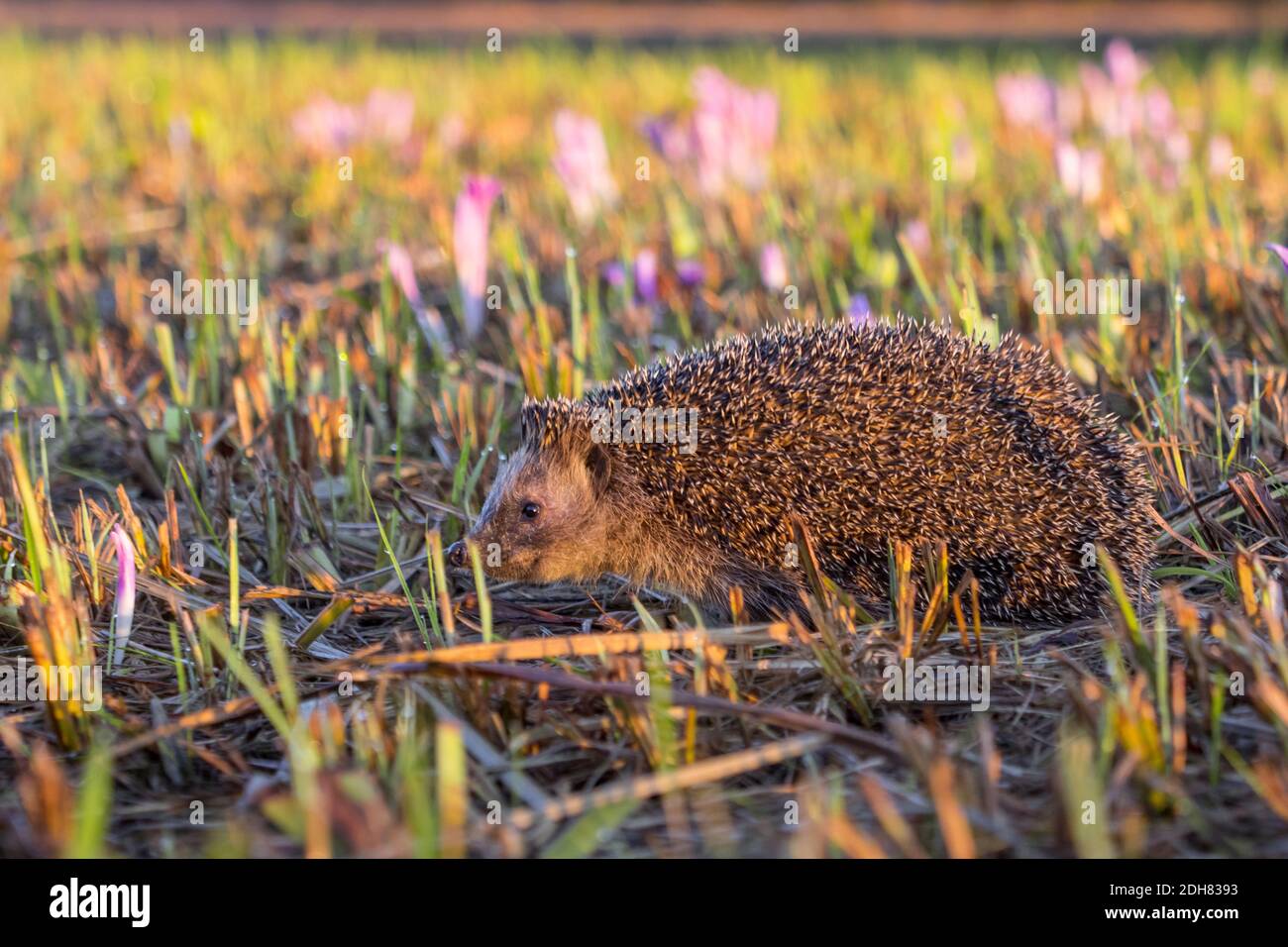 Western hedgehog, European hedgehog (Erinaceus europaeus), foraging ...