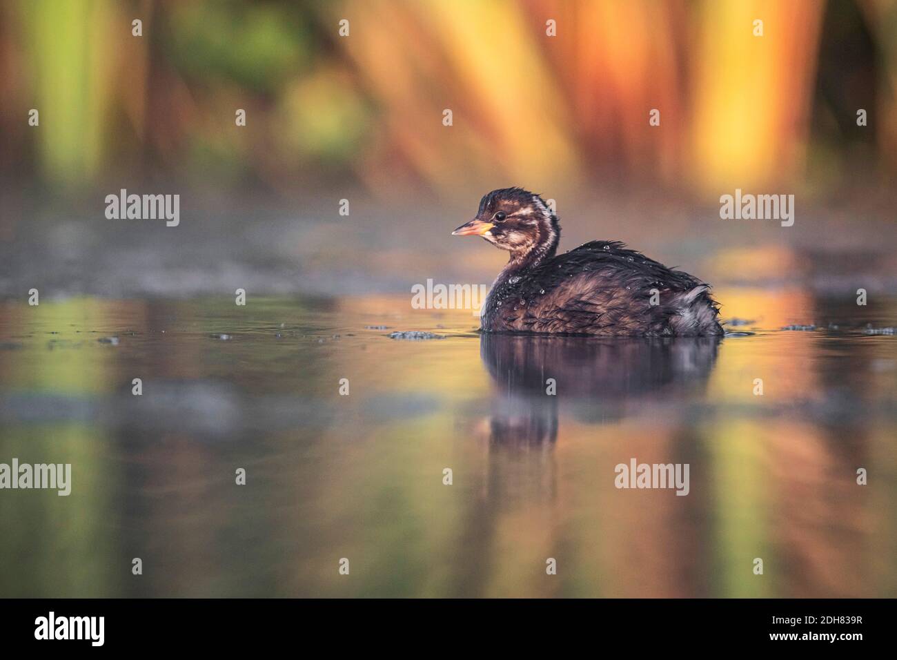 little grebe (Podiceps ruficollis, Tachybaptus ruficollis), swimming ...