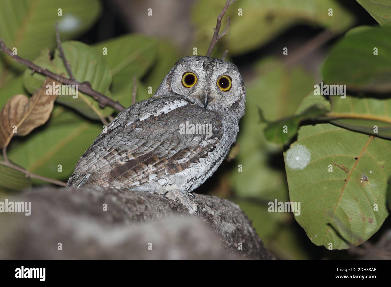 Oriental scops owl (Otus sunia), at night perched on a rock, Cambodia ...