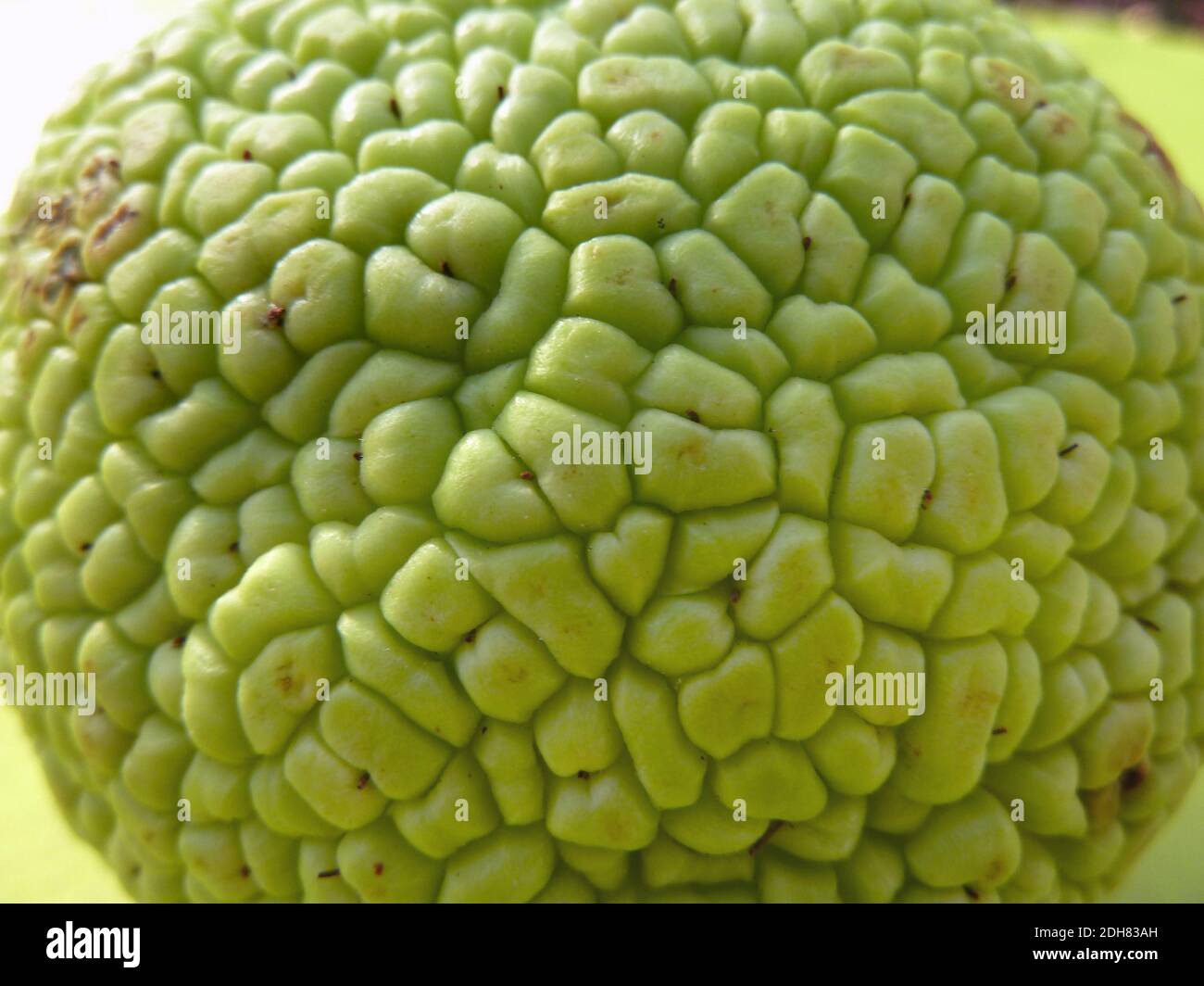 osage orange (Maclura pomifera), fruit Stock Photo - Alamy