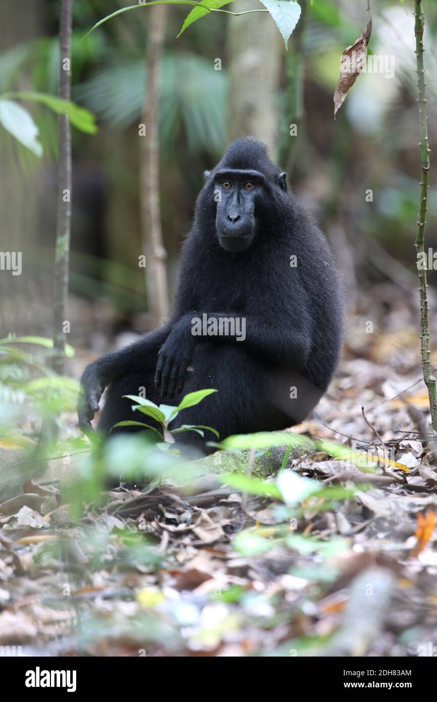 Celebes ape, Celebes black ape, Sulawesi crested macaque, Celebes ...