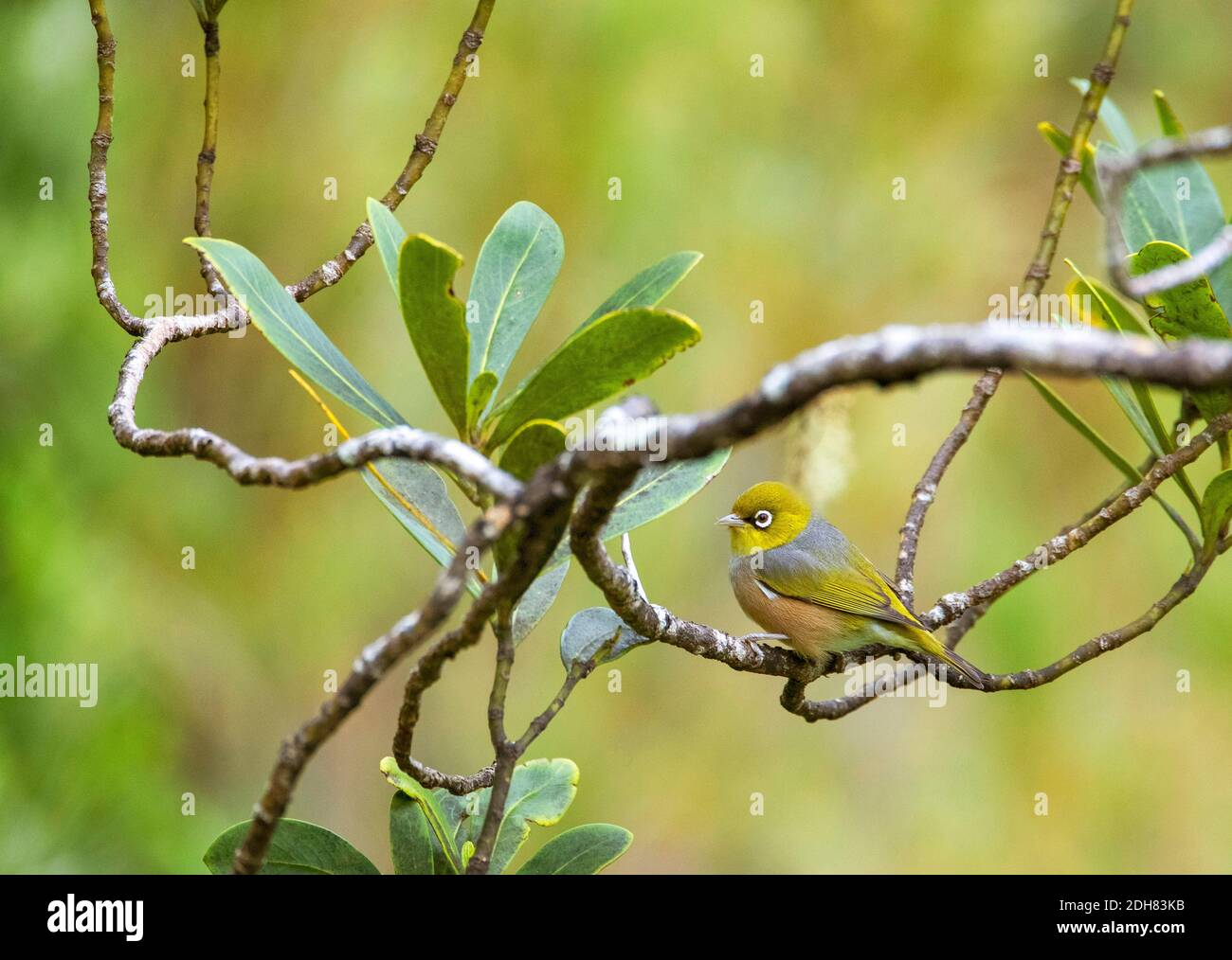 Grey-backed White-eye, Silvereye, Waxeye (Zosterops lateralis lateralis ...