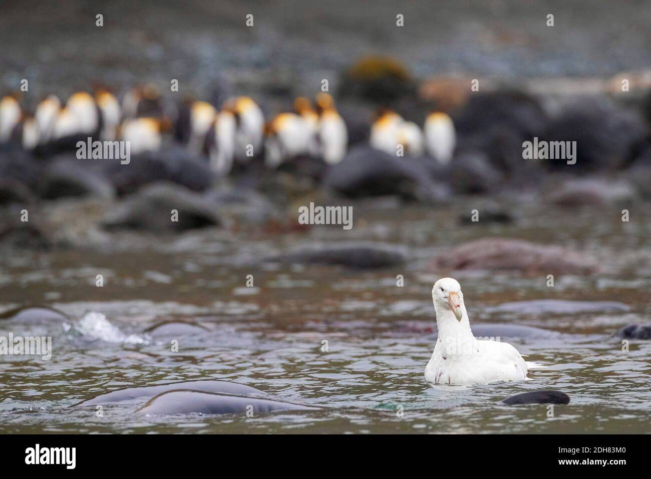 Petrel bird australia hi-res stock photography and images - Alamy