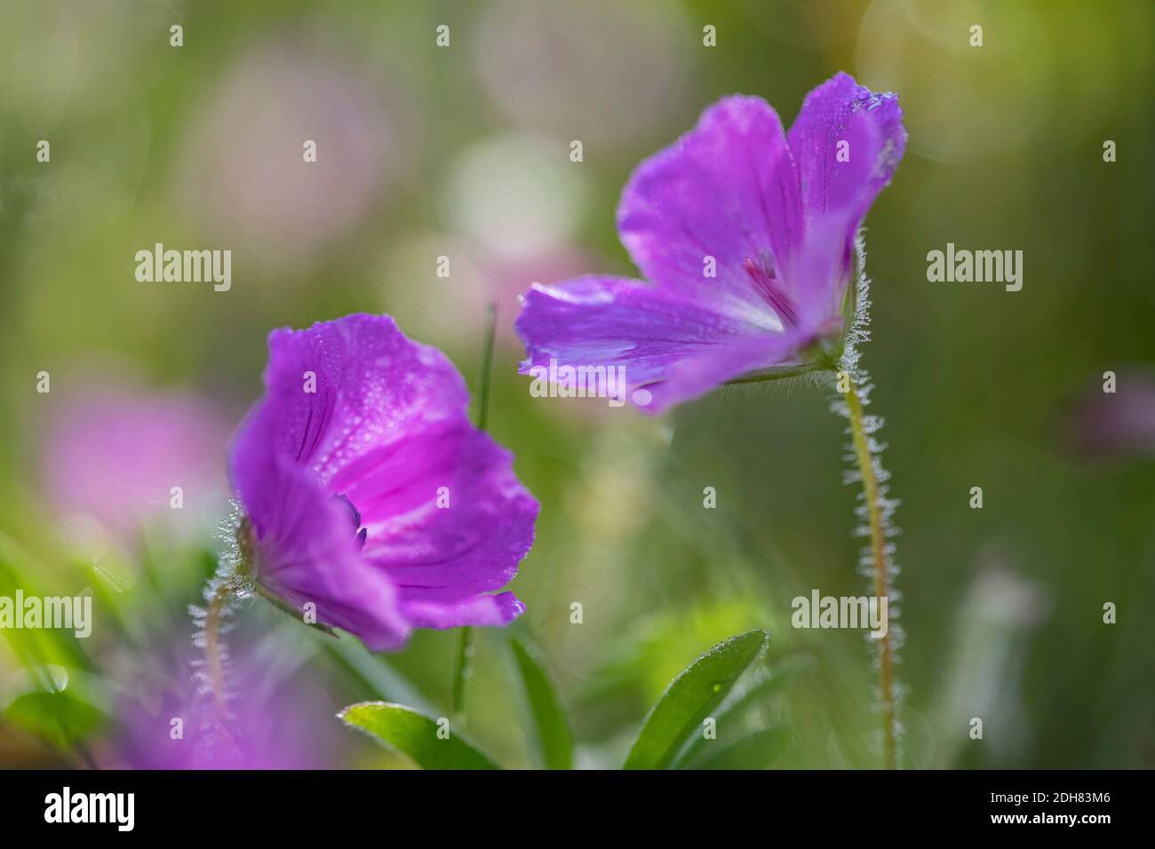 bloody cranesbill, blood-red cranesbill (Geranium sanguineum), flowers ...