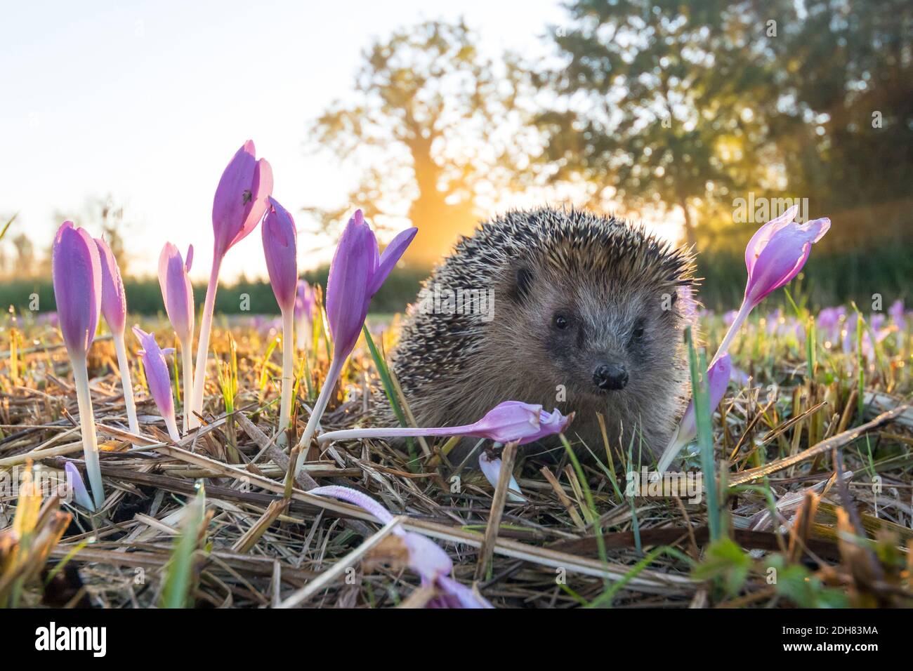 Western hedgehog, European hedgehog (Erinaceus europaeus), foraging ...
