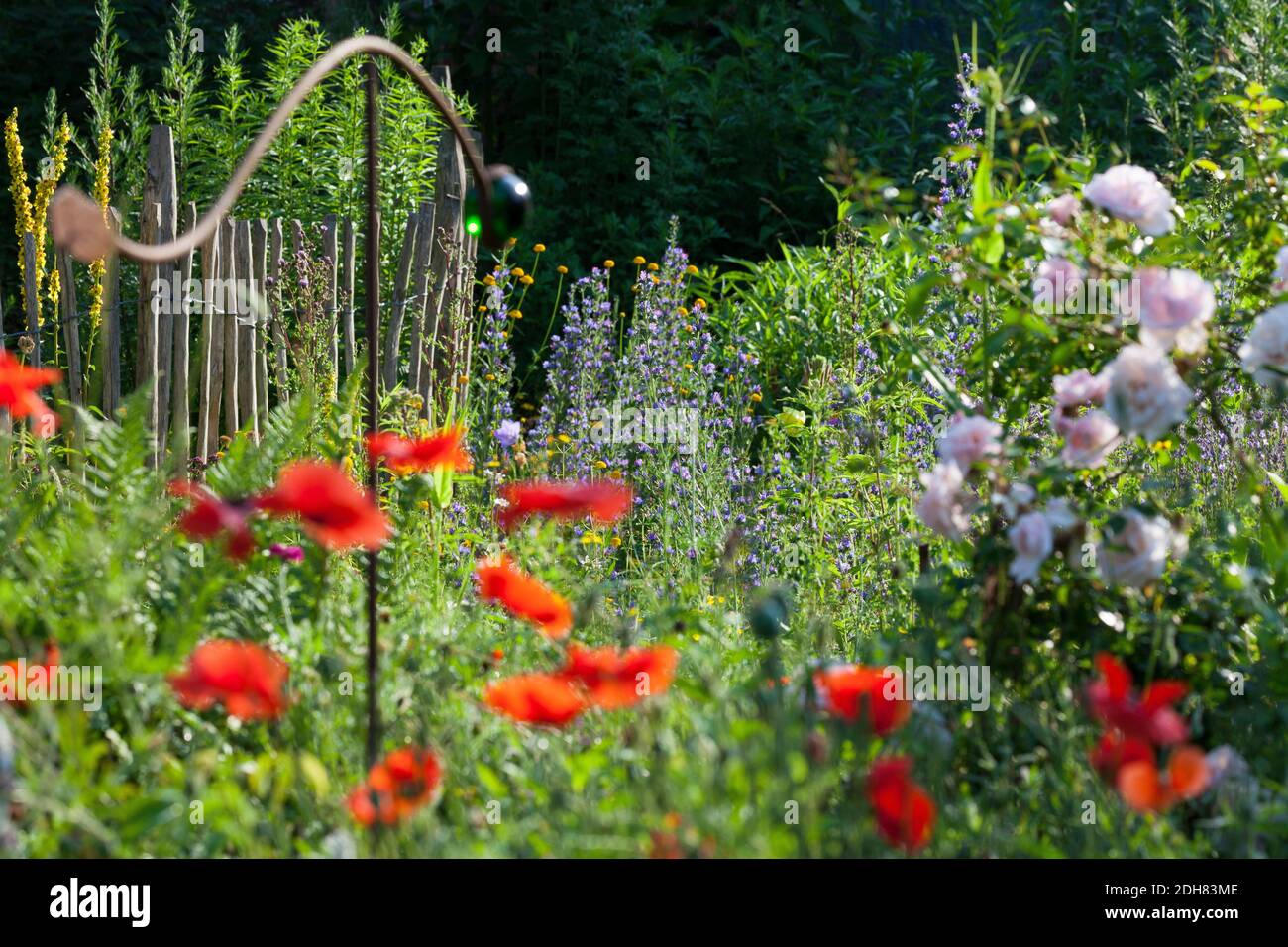 Common poppy, Corn poppy, Red poppy (Papaver rhoeas), insect-friendly ...