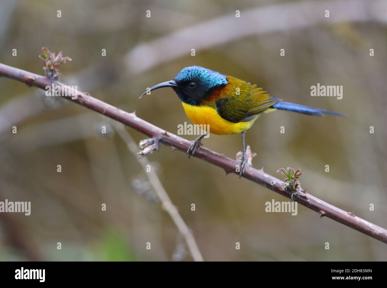 Indian Sunbird High Resolution Stock Photography and Images - Alamy