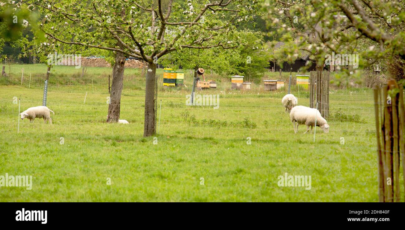 Tree sheep hi-res stock photography and images - Alamy