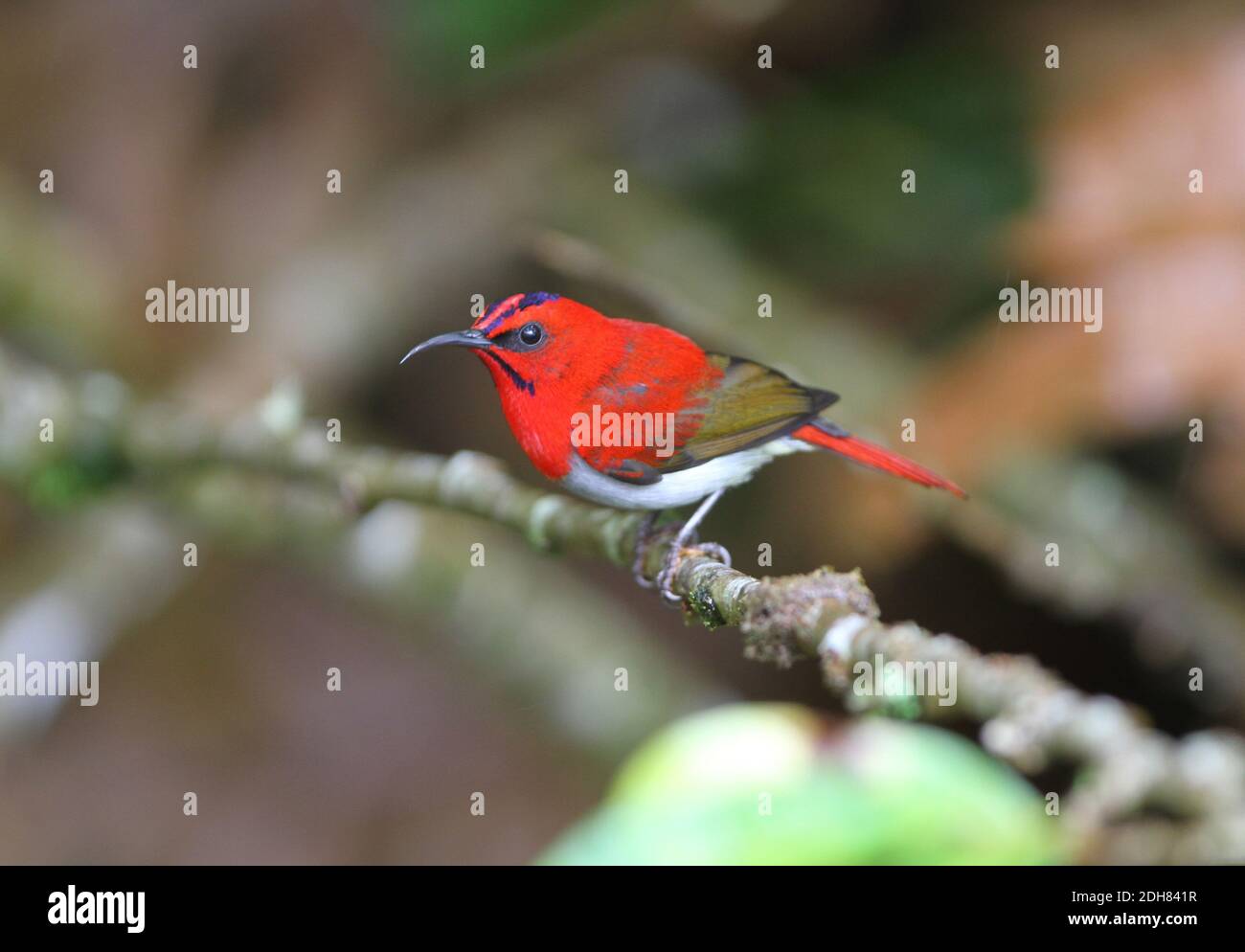Temminck's Sunbird (Aethopyga temminckii), adult male on a branch ...
