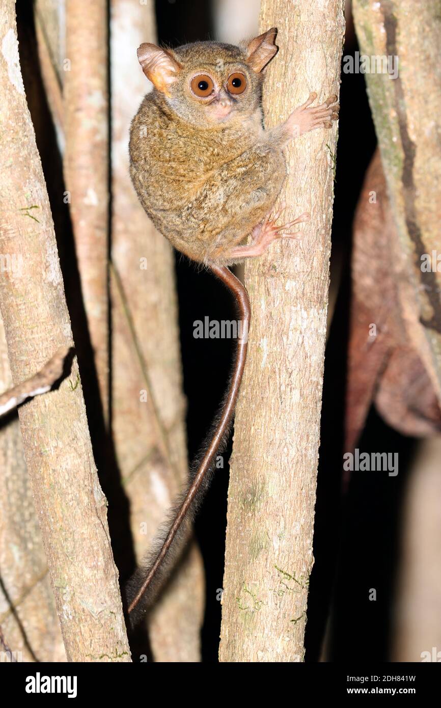 spectral tarsier (Tarsius spectrum), at night in a tree in the jungle ...