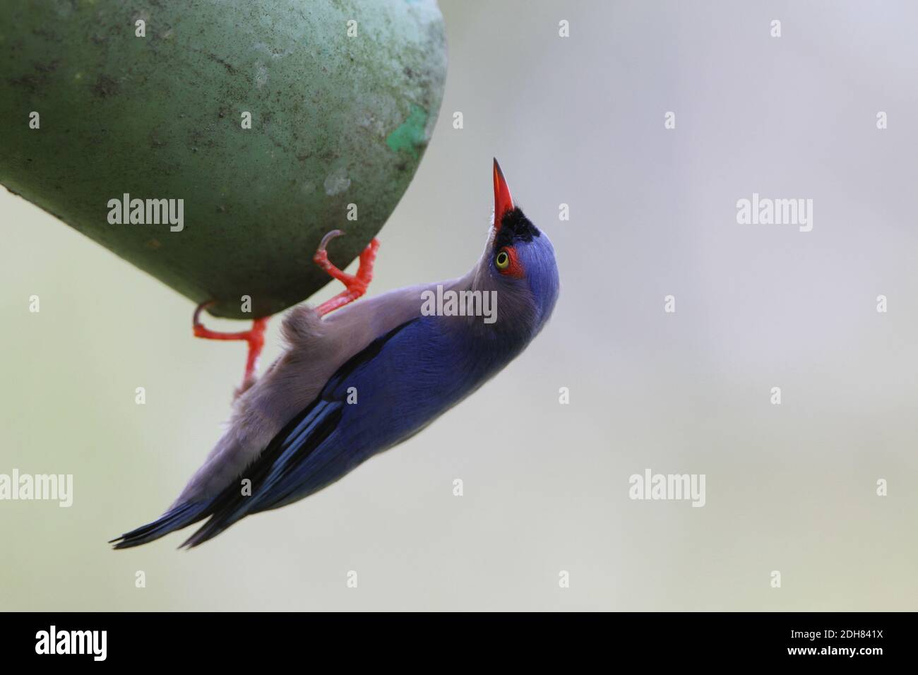 velvet-fronted nuthatch (Sitta frontalis), perching at a tube, side ...