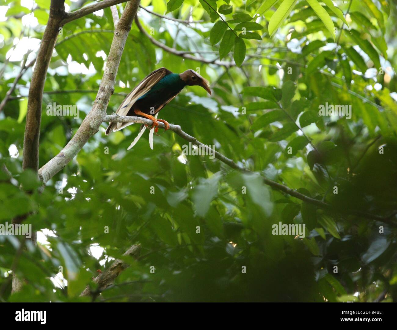 Wallaces standardwings hi-res stock photography and images - Alamy