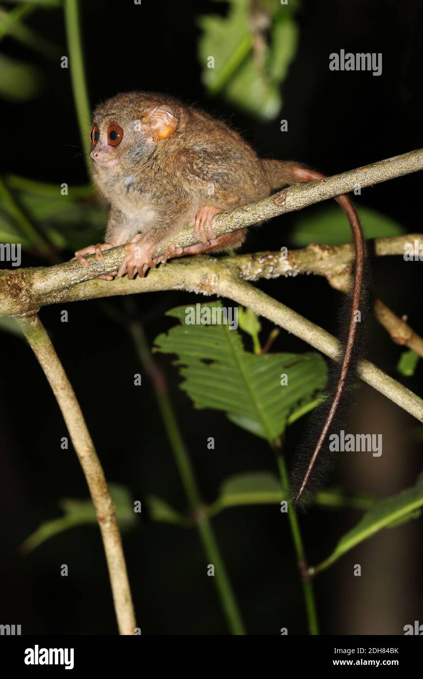 spectral tarsier (Tarsius spectrum), at night in a tree in the jungle ...