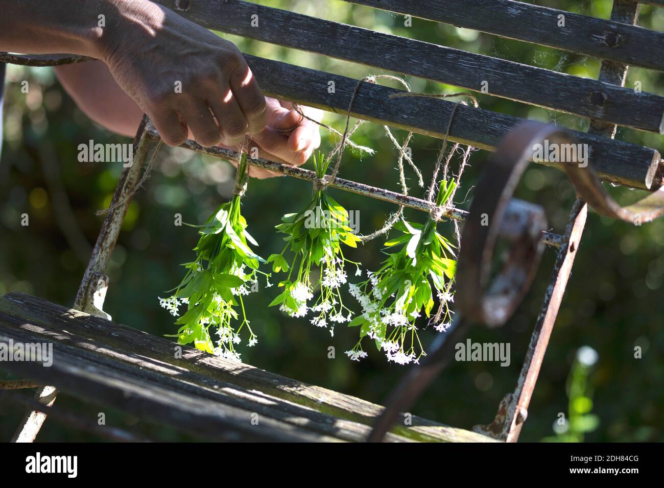 sweet woodruff (Galium odoratum), sweet woodruff is dried, Germany ...