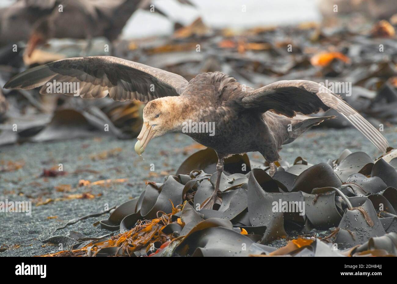 Southern giant petrel, giant petrel (Macronectes giganteus), taking off ...