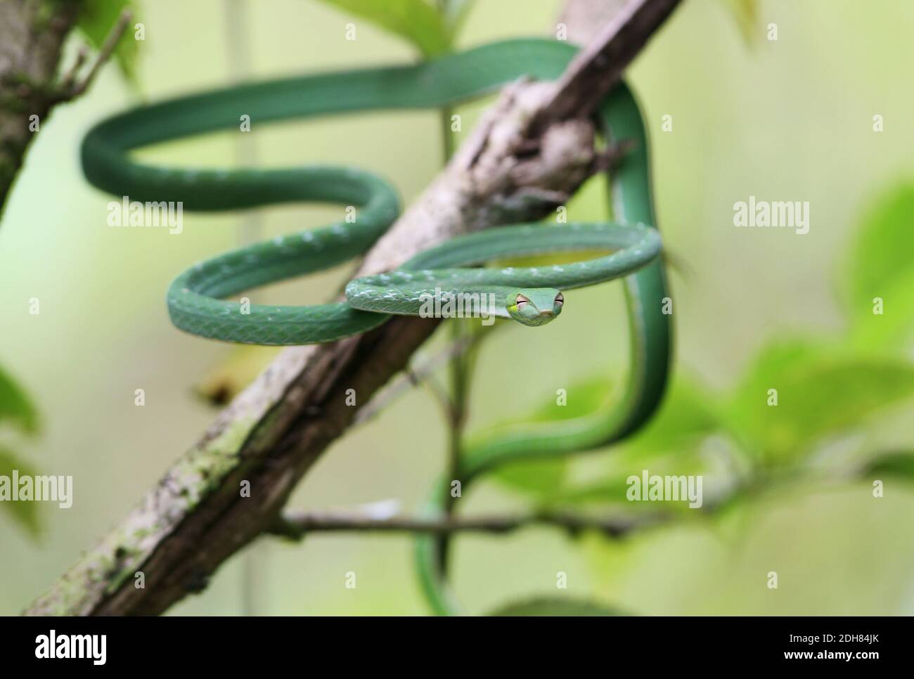 Jungle snake hi-res stock photography and images - Alamy