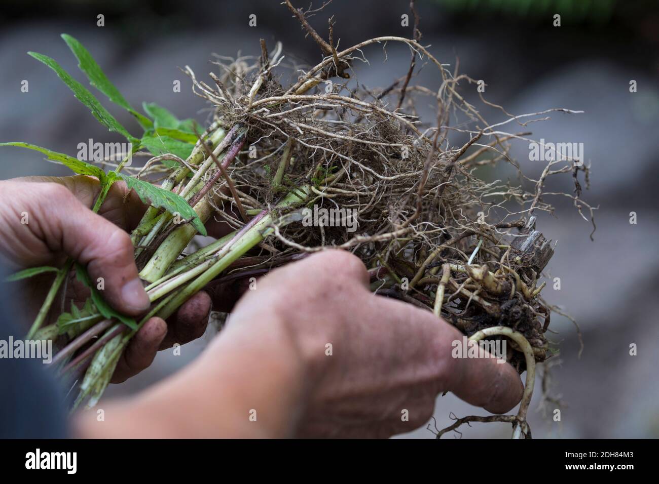 common valerian, all-heal, garden heliotrope, garden valerian ...