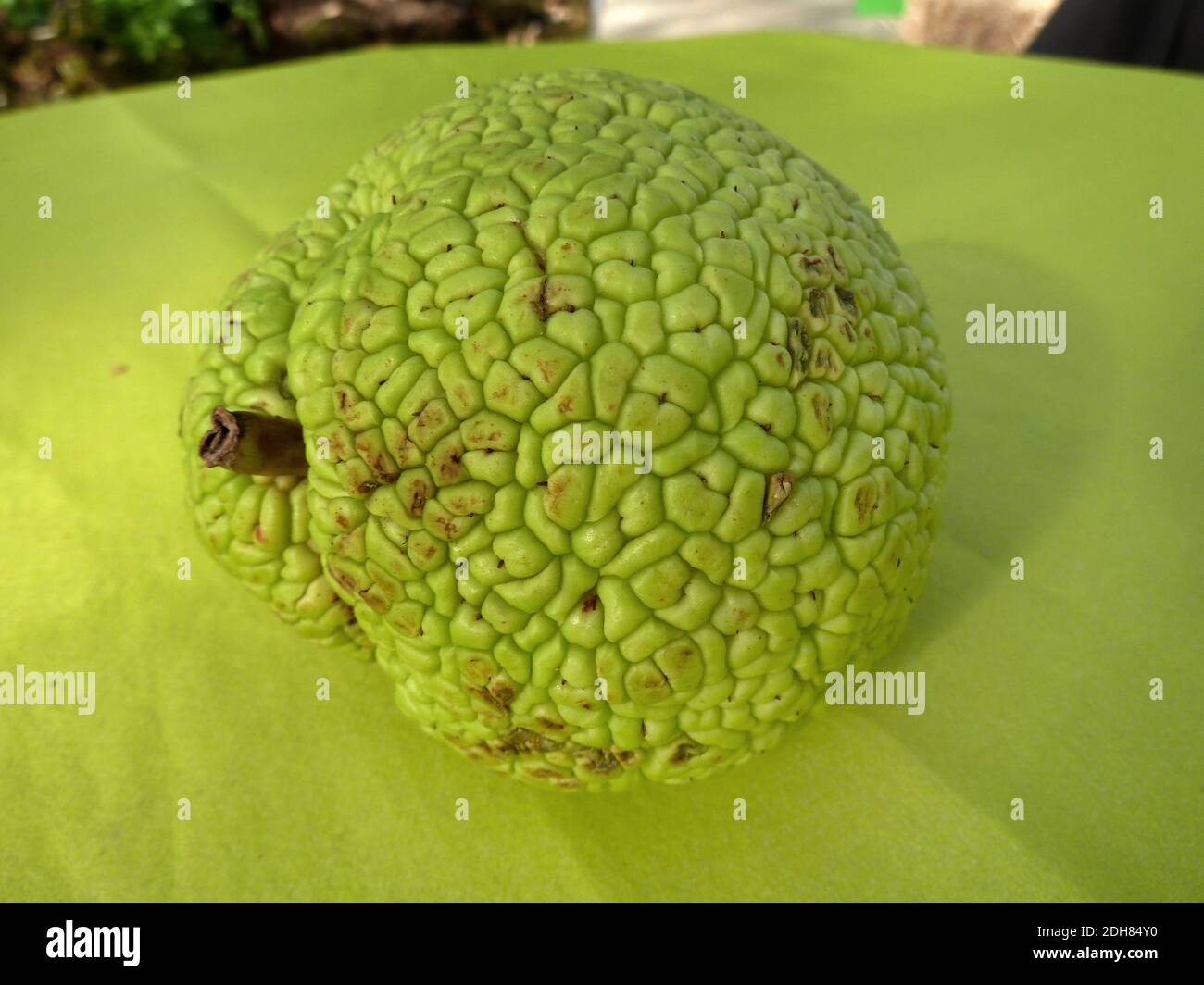 osage orange (Maclura pomifera), fruit Stock Photo - Alamy