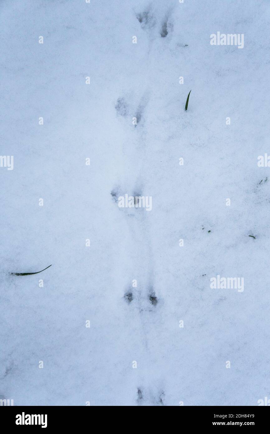 Mouse tracks hi-res stock photography and images - Alamy