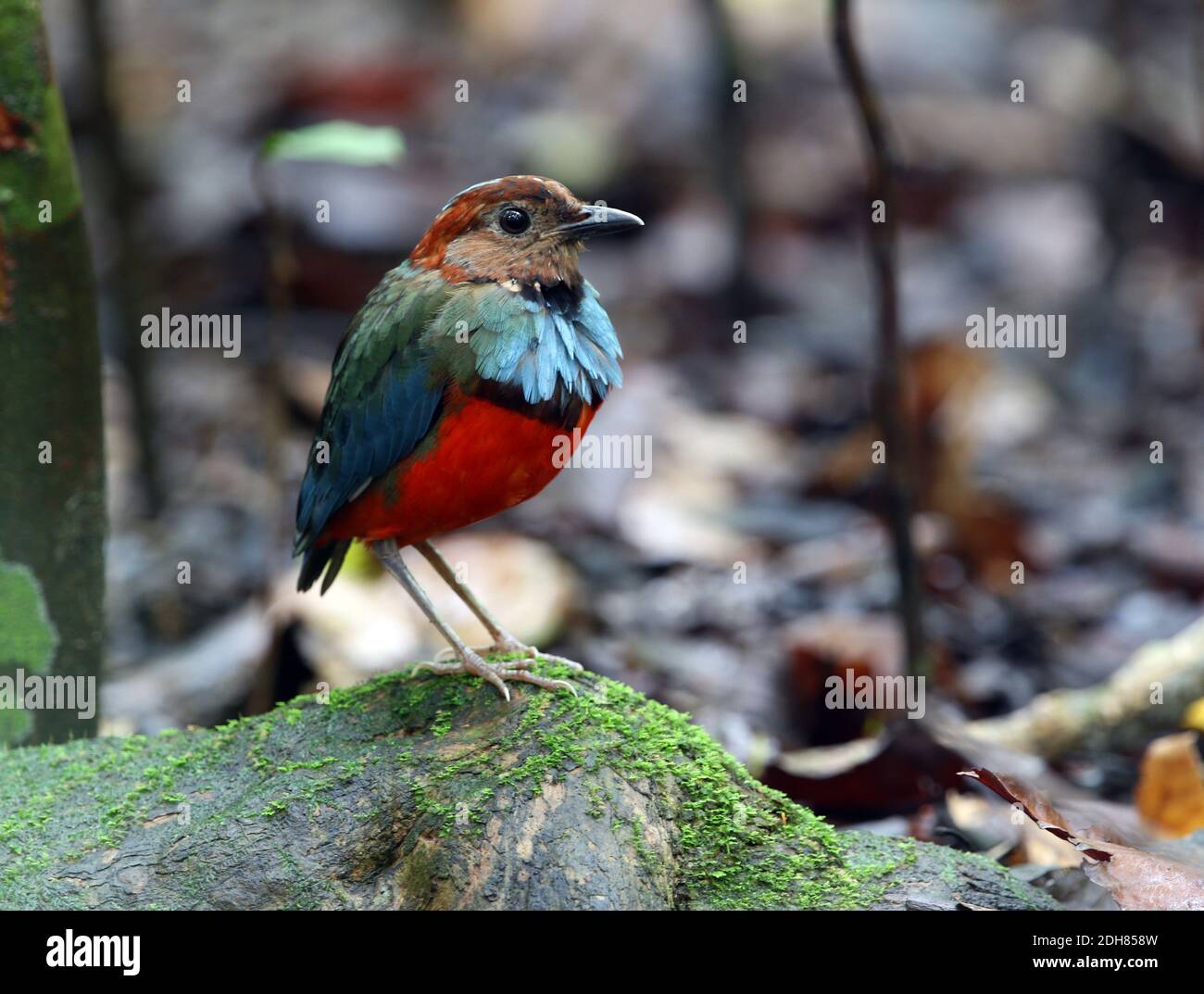 Sulawesi Pitta (Erythropitta celebensis), perched on a rock in the ...