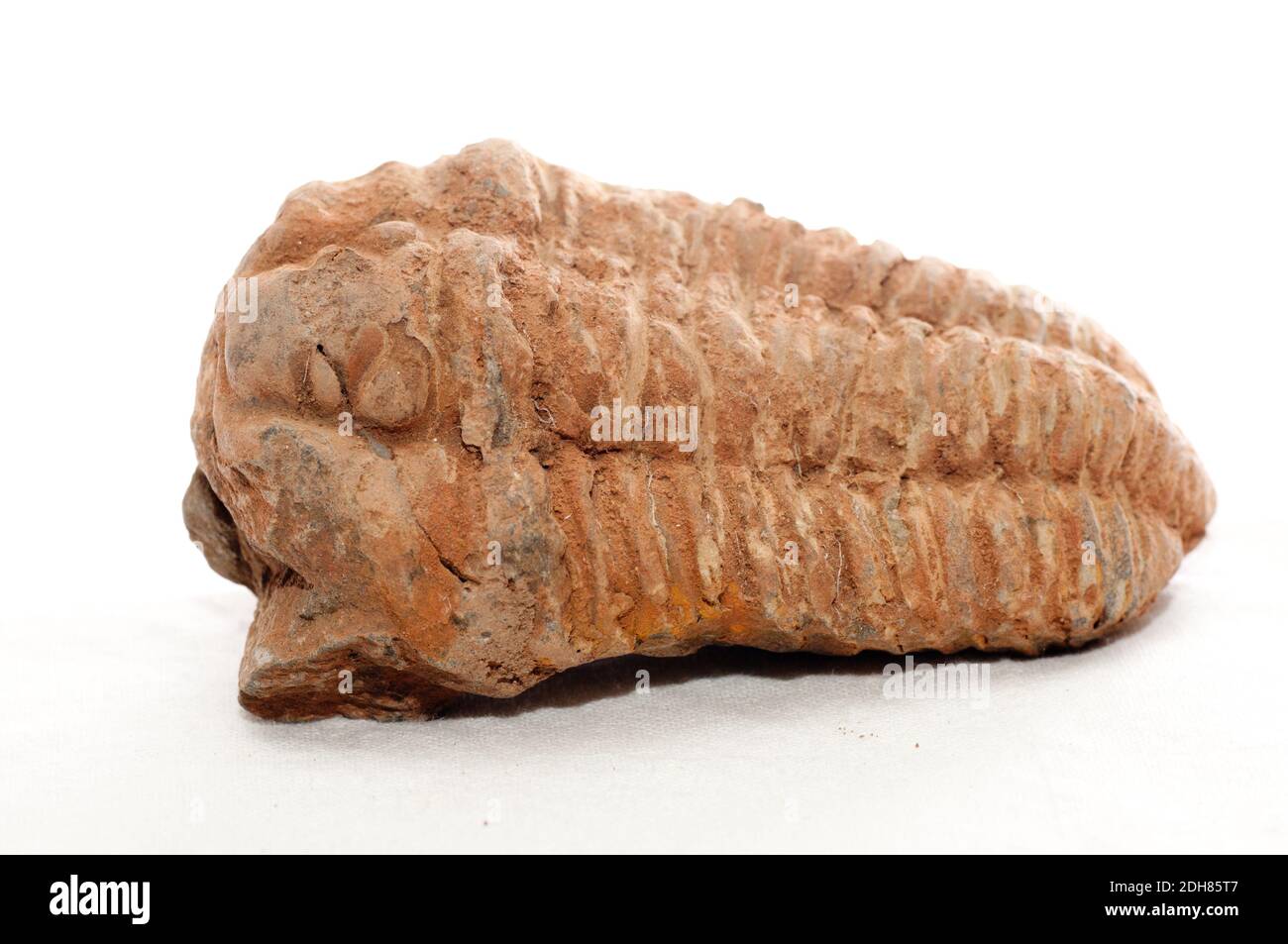 trilobite stone fossil sample with ridges and detail Stock Photo - Alamy