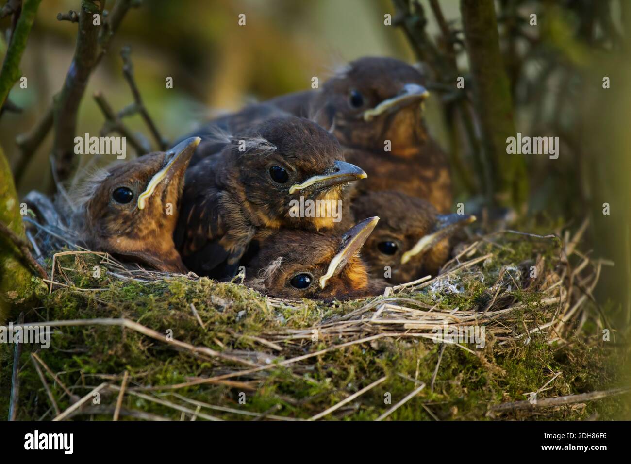Blackbird Nest Uk High Resolution Stock Photography and Images - Alamy