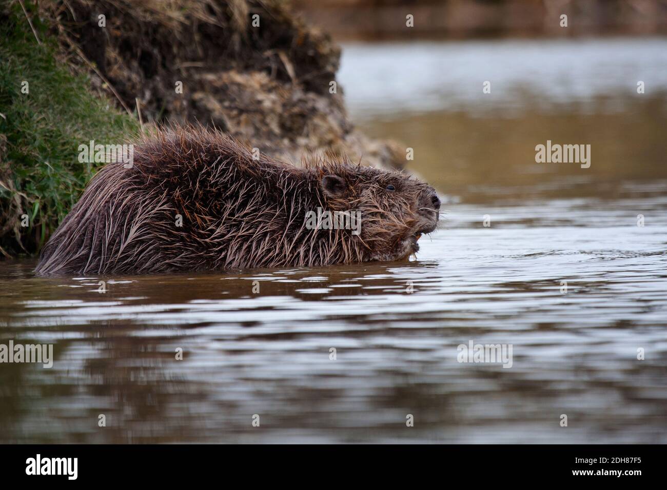 Beaver castor fiber teeth hi-res stock photography and images - Alamy