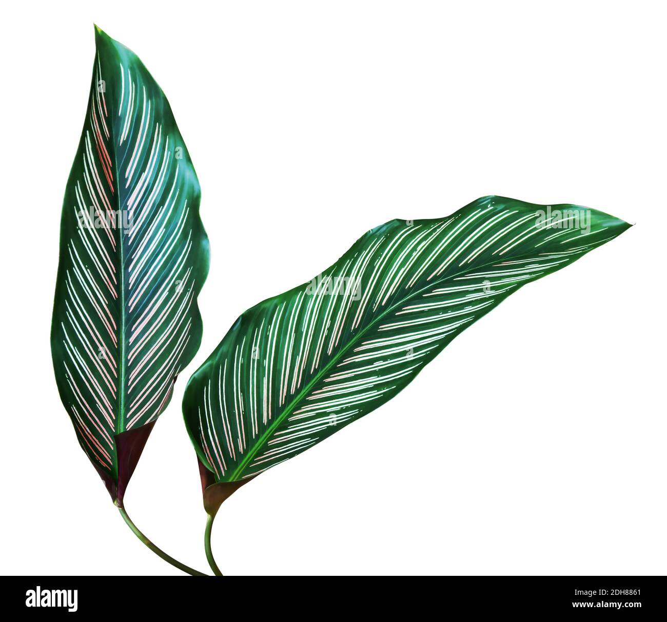 Decorative Tropical Foliage Leaves of Calathea Plant Isolated on White ...