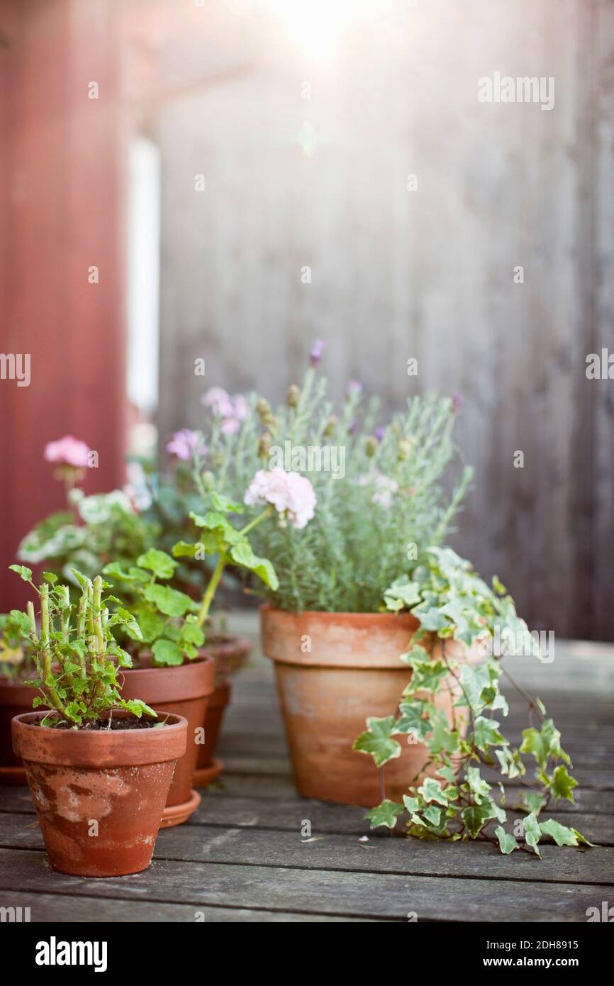 Potted plants on wooden plank Stock Photo - Alamy