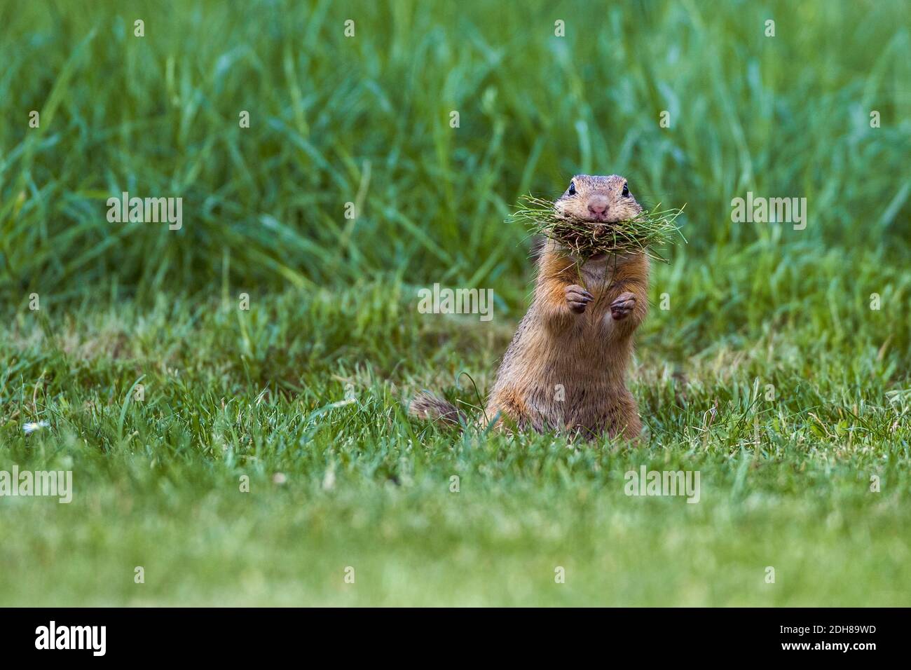 Ziesel (Citellus citellus Stock Photo - Alamy